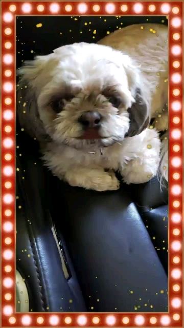 My dog sings Uptown Girl as made famous by Billy Joel - PetStar