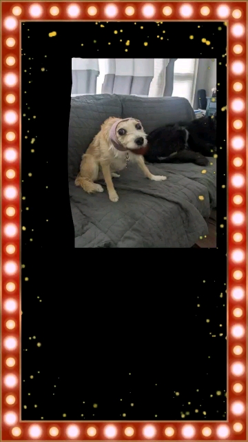 My dog sings Uptown Girl as made famous by Billy Joel - PetStar