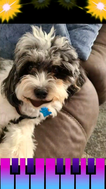 My dog sings Jump as made famous by Van Halen - PetStar