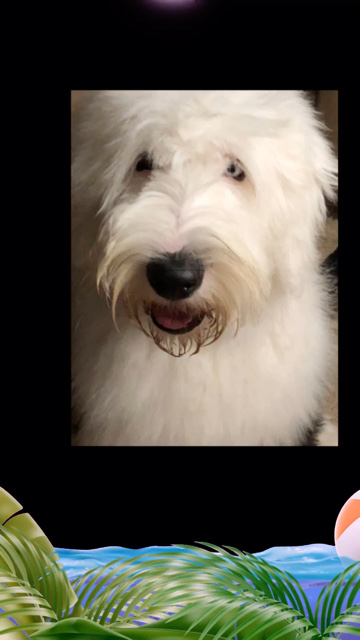 My dog sings I Feel Good as made famous by Pitbull - PetStar