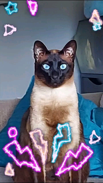 My cat sings Pour Some Sugar On Me as made famous by Def Leppard - PetStar