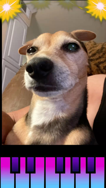 My dog sings Jump as made famous by Van Halen - PetStar
