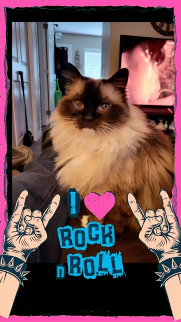 My cat sings I Love Rock 'n' Roll as made famous by Joan Jett and the ...