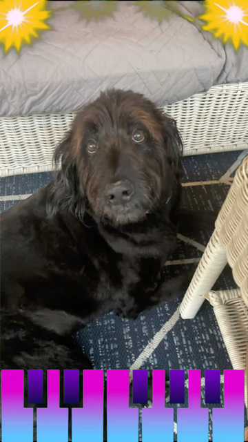 My dog sings Jump as made famous by Van Halen - PetStar