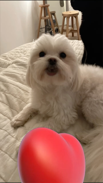 My dog sings Shivers as made famous by Ed Sheeran - PetStar