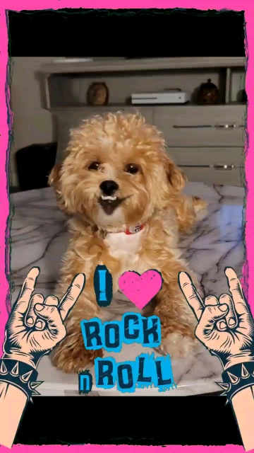 My dog sings I Love Rock 'n' Roll as made famous by Joan Jett and the ...