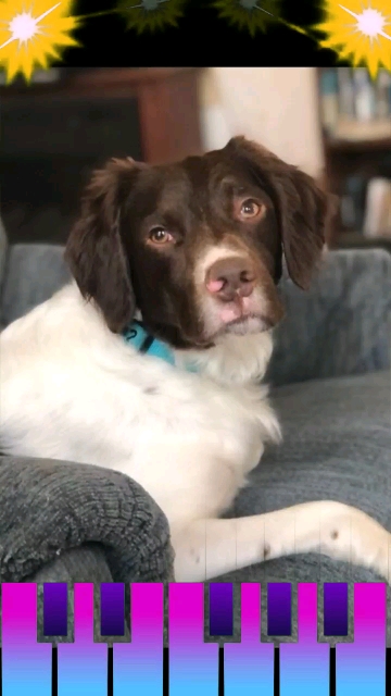 My dog sings Jump as made famous by Van Halen - PetStar