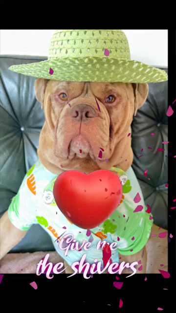 My dog sings Shivers as made famous by Ed Sheeran - PetStar