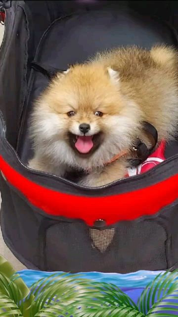 My dog sings I Feel Good as made famous by Pitbull - PetStar