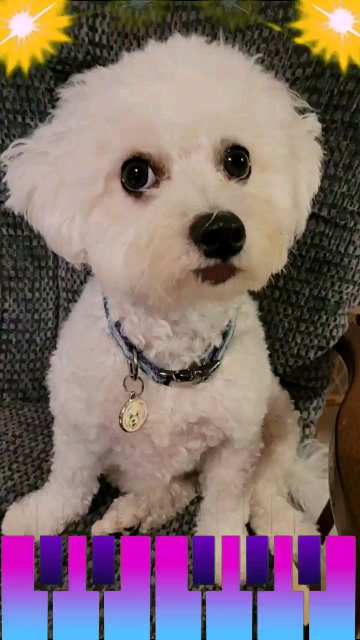 My dog Ferris sings Jump as made famous by Van Halen - PetStar