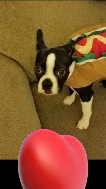 My dog sings Shivers as made famous by Ed Sheeran - PetStar