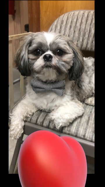 My dog sings Shivers as made famous by Ed Sheeran - PetStar