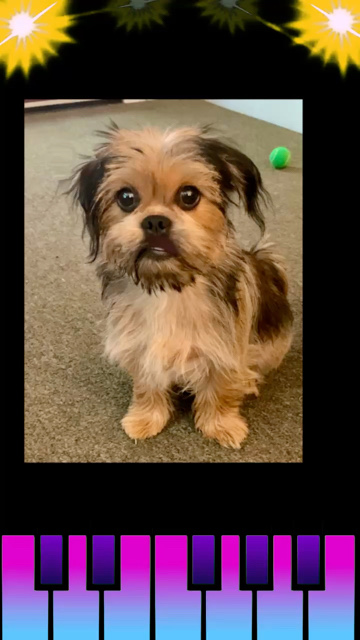 My dog sings Jump as made famous by Van Halen - PetStar