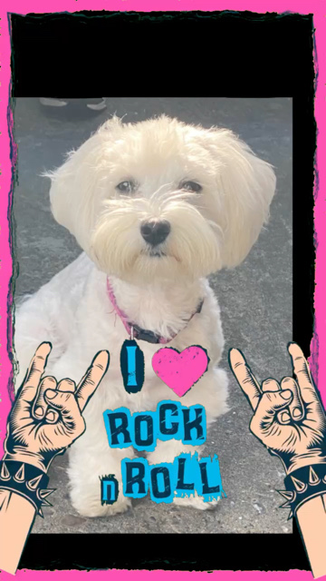 My dog sings I Love Rock 'n' Roll as made famous by Joan Jett and the ...