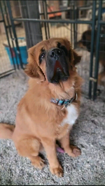 My dog Baylee sings Enemy as made famous by League of Legends & Imagine ...