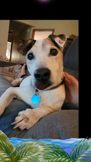 My dog sings I Feel Good as made famous by Pitbull - PetStar