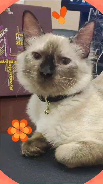 My cat sings Say So as made famous by Doja Cat - PetStar