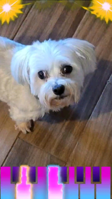 My dog sings Jump as made famous by Van Halen - PetStar