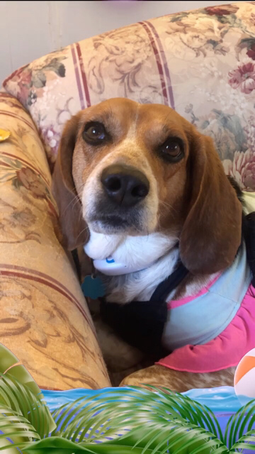 My dog sings I Feel Good as made famous by Pitbull - PetStar