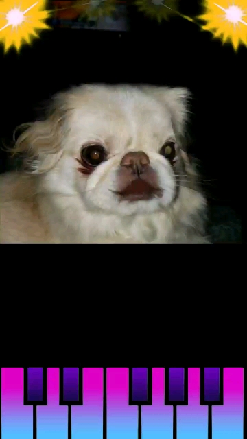 My dog Cooper sings Jump as made famous by Van Halen - PetStar