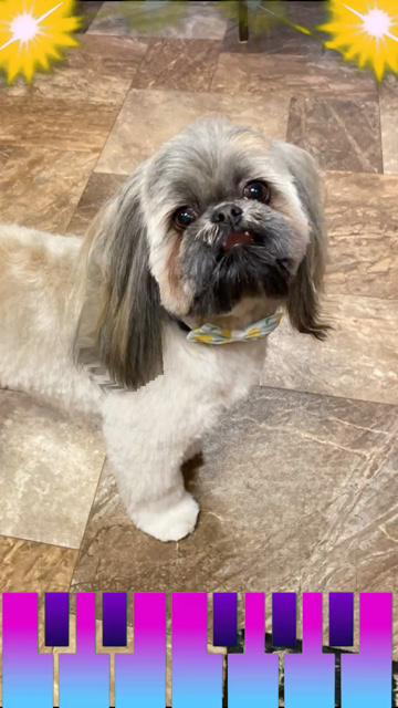 My dog sings Jump as made famous by Van Halen - PetStar