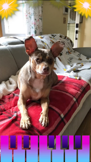 My dog sings Jump as made famous by Van Halen - PetStar