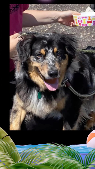 My dog sings I Feel Good as made famous by Pitbull - PetStar