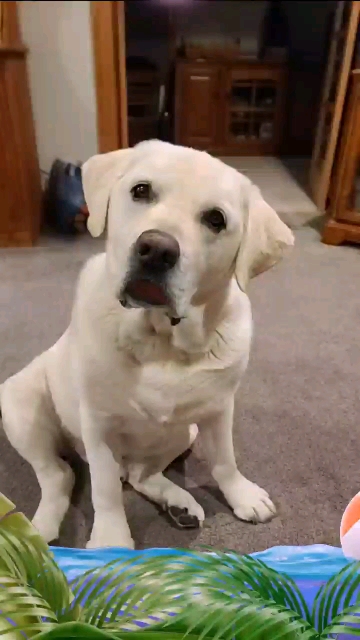 My dog sings I Feel Good as made famous by Pitbull - PetStar