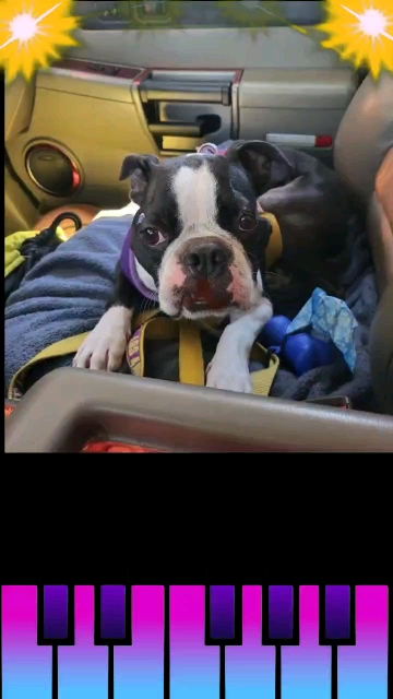 My dog Taddy sings Jump as made famous by Van Halen - PetStar