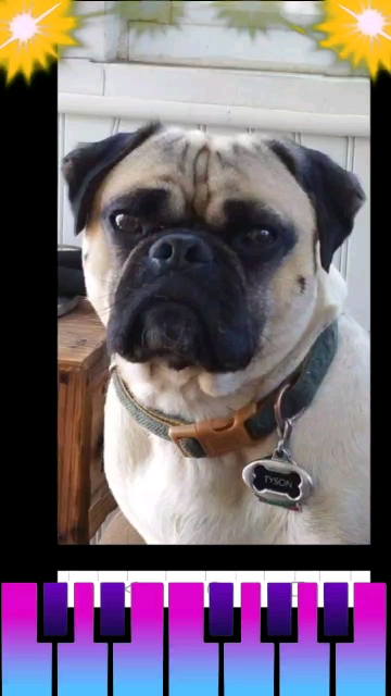 My dog sings Jump as made famous by Van Halen - PetStar