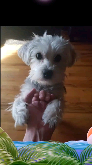 My dog sings I Feel Good as made famous by Pitbull - PetStar