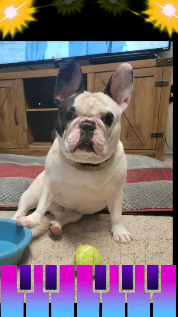 My dog sings Jump as made famous by Van Halen - PetStar