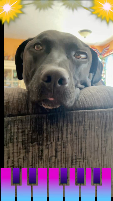 My dog Rose sings Jump as made famous by Van Halen - PetStar