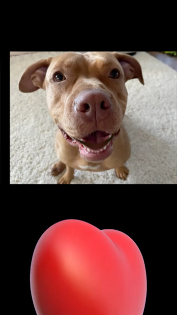 My dog sings Shivers as made famous by Ed Sheeran - PetStar