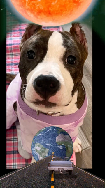 My bird Pippy Longstocking sings Everybody Wants to Rule the World as ...