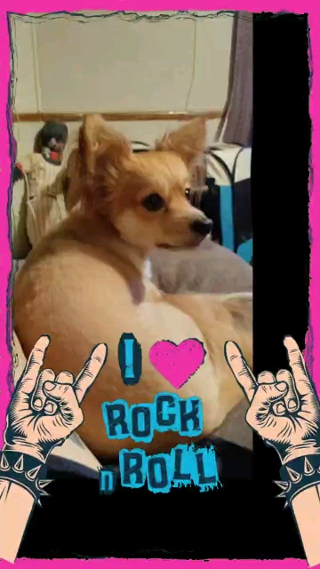 My dog Bandit sings I Love Rock 'n' Roll as made famous by Joan Jett ...