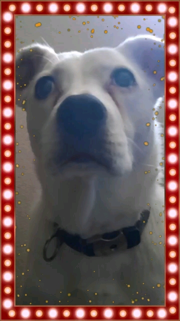 My dog sings Uptown Girl as made famous by Billy Joel - PetStar