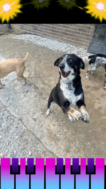 My dog Sasha sings Jump as made famous by Van Halen - PetStar