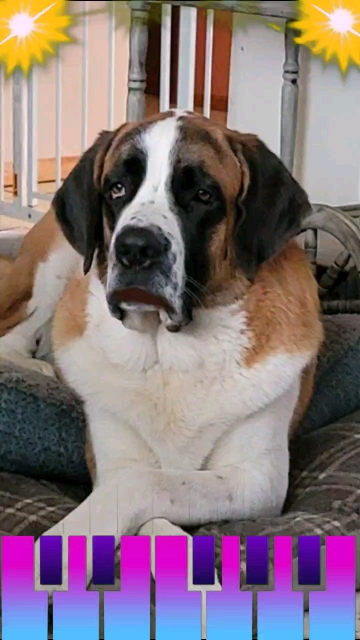 My dog sings Jump as made famous by Van Halen - PetStar