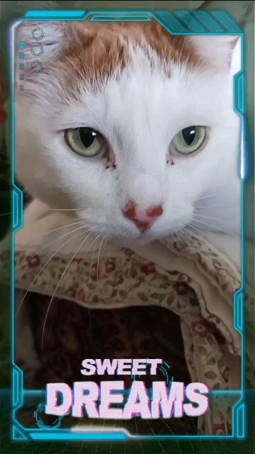 My cat Priscilla sings Sweet Dreams (Are Made of This) as made famous ...