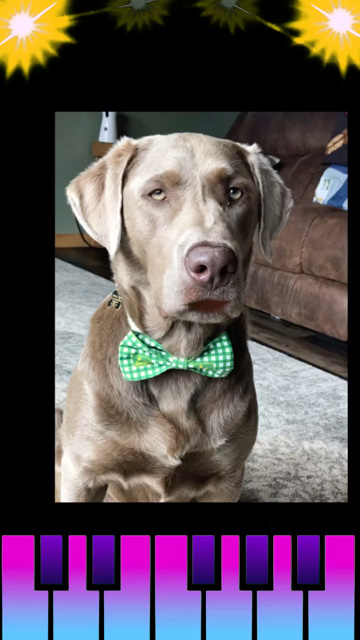 My dog Sterling sings Jump as made famous by Van Halen - PetStar