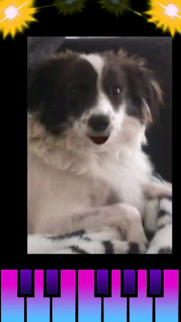 My dog sings Jump as made famous by Van Halen - PetStar