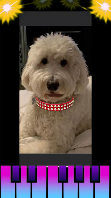 My dog Captain sings Jump as made famous by Van Halen - PetStar