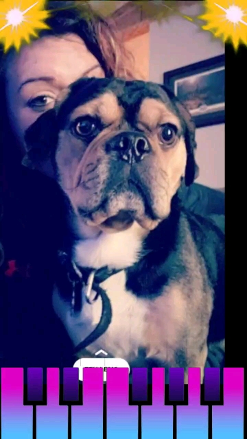My dog sings Jump as made famous by Van Halen - PetStar