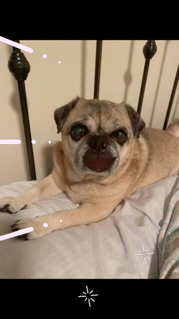 My dog sings That's What I Like as made famous by Bruno Mars - PetStar