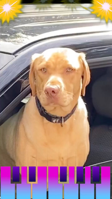 My dog sings Jump as made famous by Van Halen - PetStar