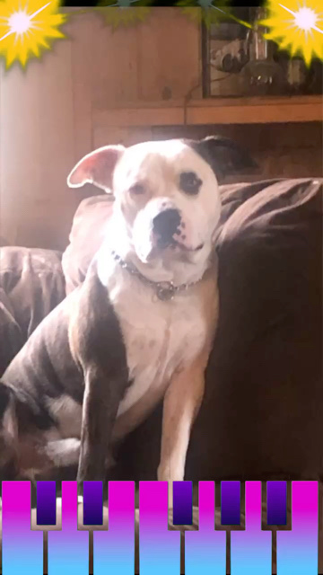 My dog HankTheTank sings Jump as made famous by Van Halen - PetStar