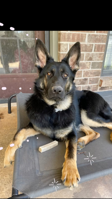 My dog sings That's What I Like as made famous by Bruno Mars - PetStar