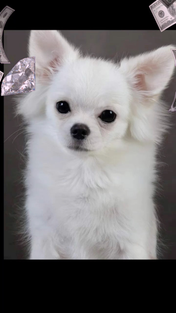 My dog sings Best Friends as made famous by Saweetie & Doja Cat - PetStar