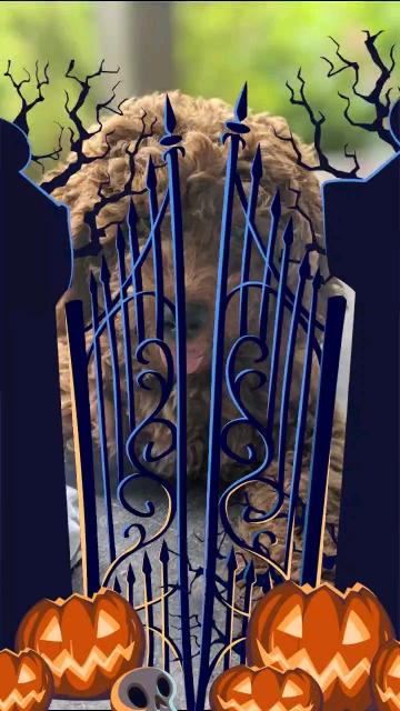 My dog sings Monster Mash as made famous by Bobby Pickett - PetStar